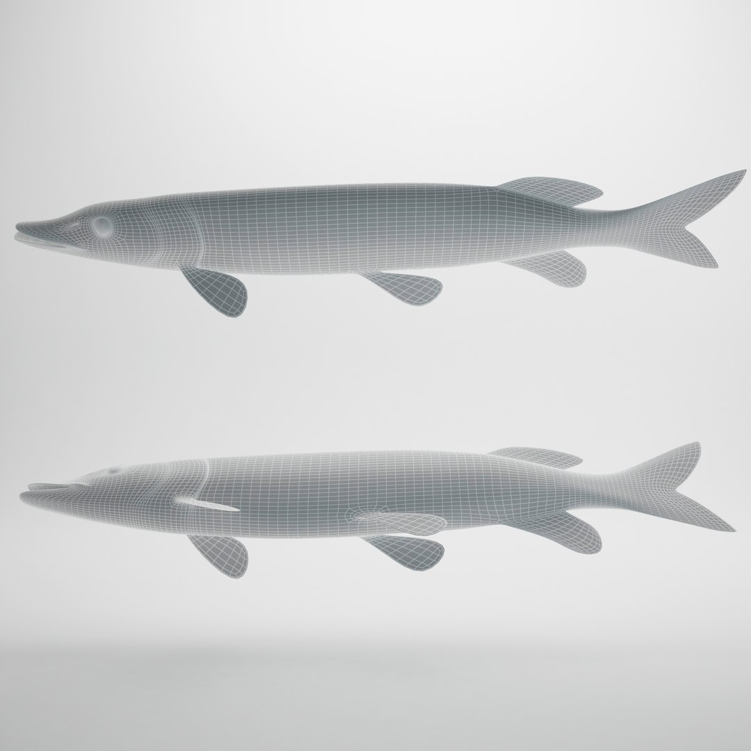 3d Pike Fish