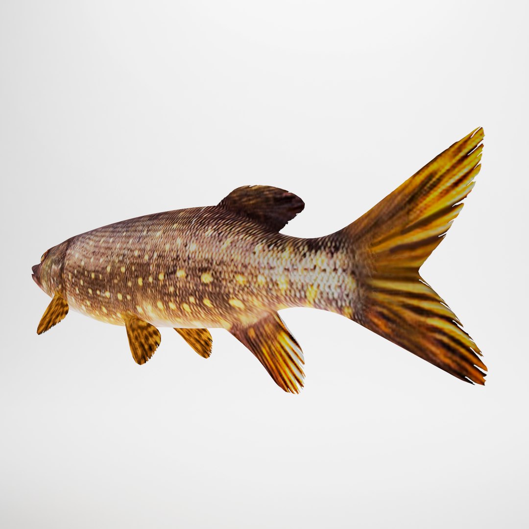 3d Pike Fish