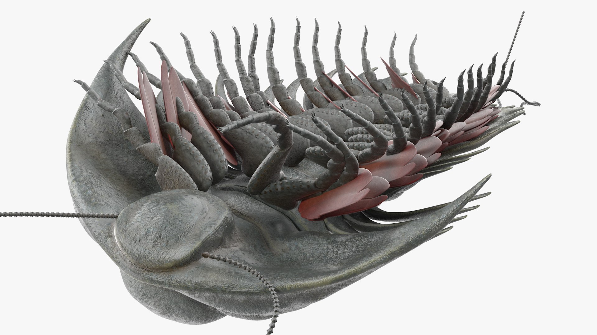 3D trilobite extinct marine arachnomorph - TurboSquid 1472734
