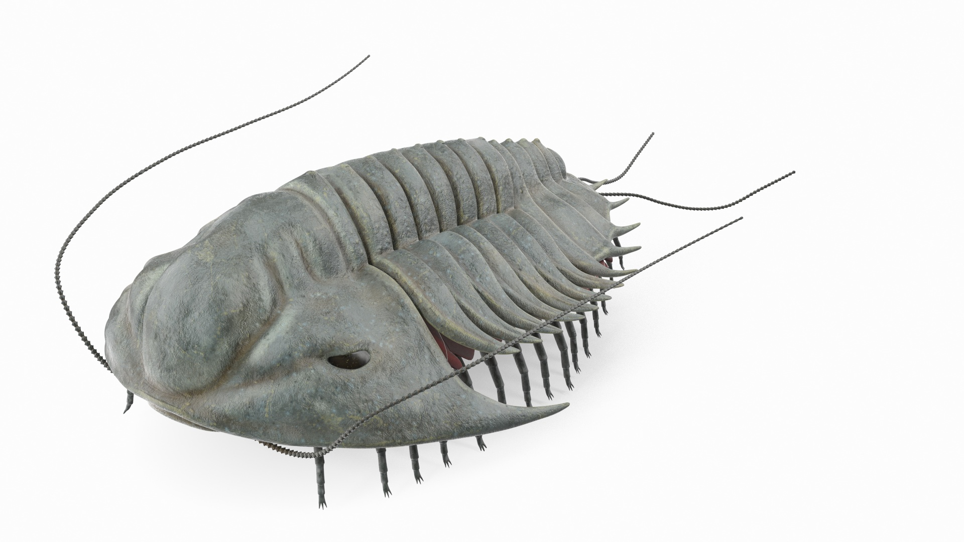 3D Trilobite Extinct Marine Arachnomorph - TurboSquid 1472734