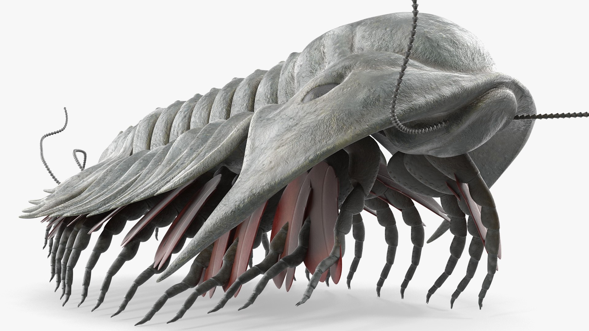 3D trilobite extinct marine arachnomorph - TurboSquid 1472734