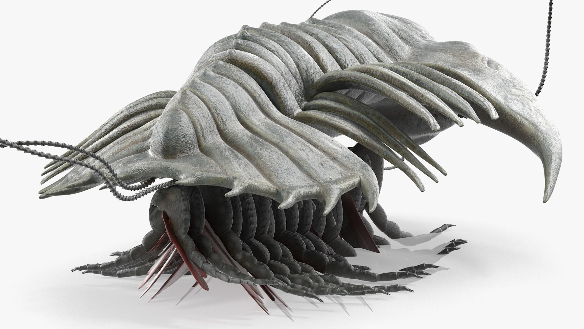 3D trilobite extinct marine arachnomorph - TurboSquid 1472734