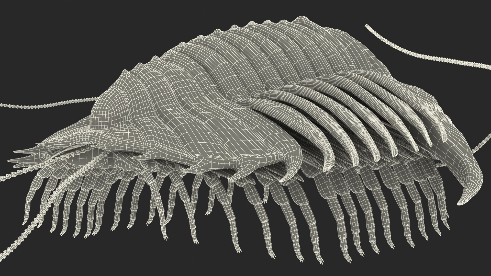 3D trilobite extinct marine arachnomorph - TurboSquid 1472734
