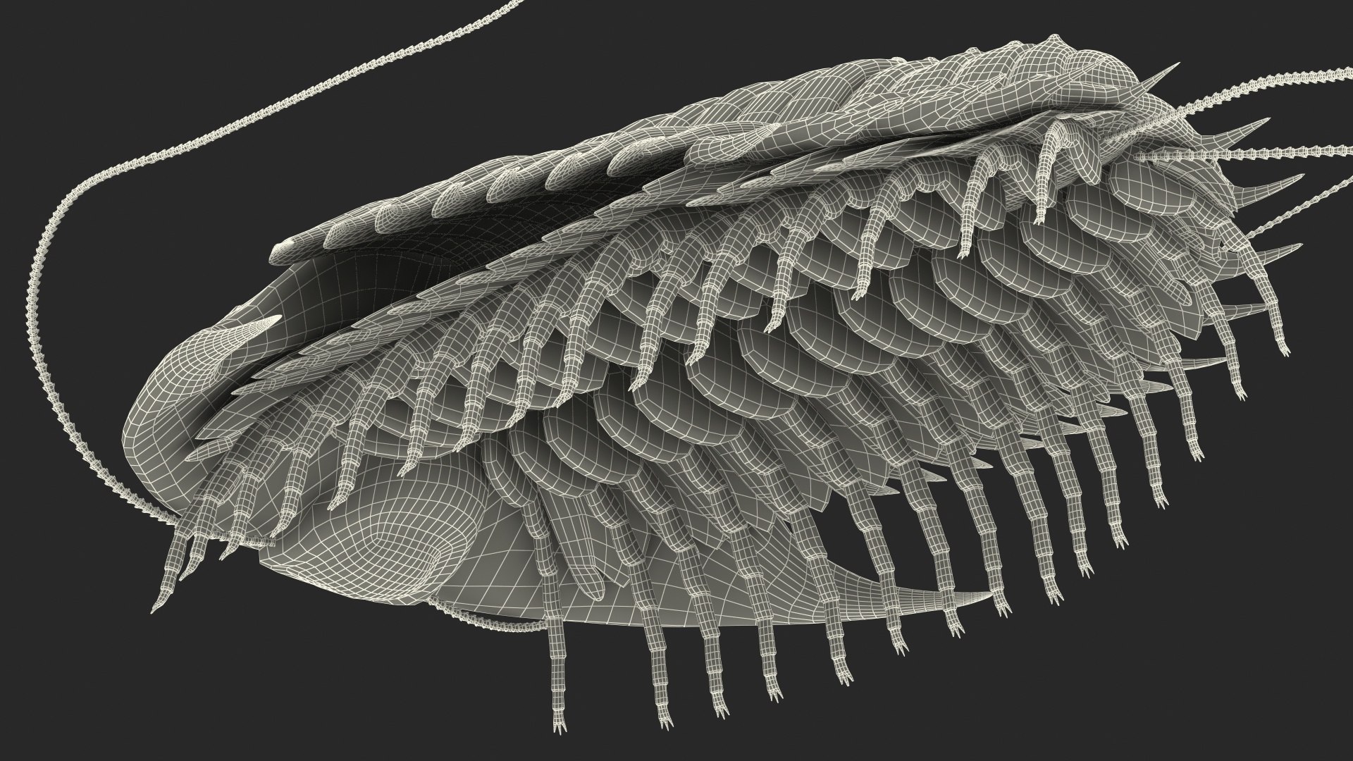 3D Trilobite Extinct Marine Arachnomorph - TurboSquid 1472734