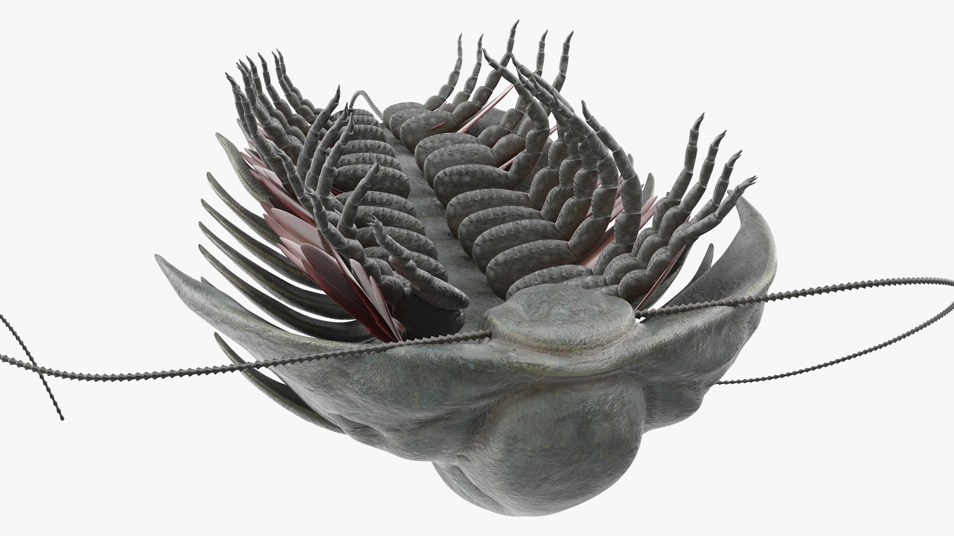 3D trilobite extinct marine arachnomorph - TurboSquid 1472734