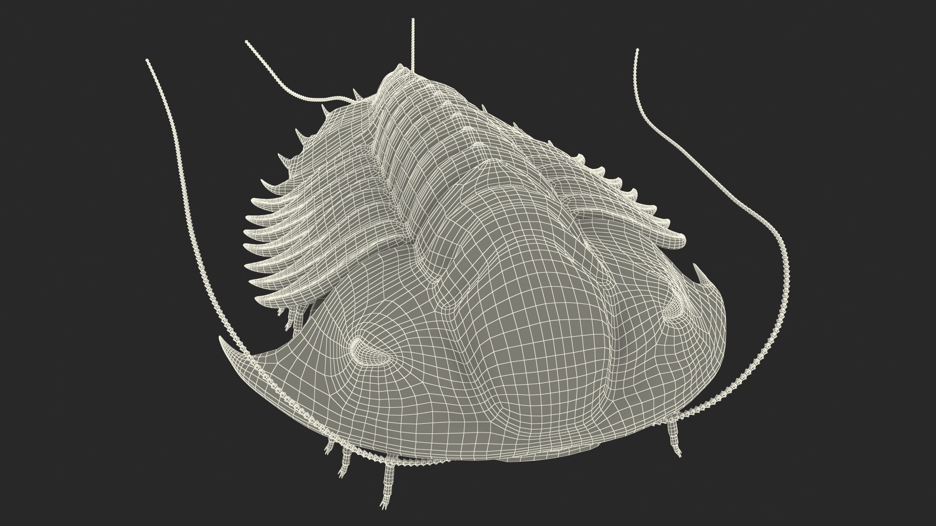3D Trilobite Extinct Marine Arachnomorph - TurboSquid 1472734