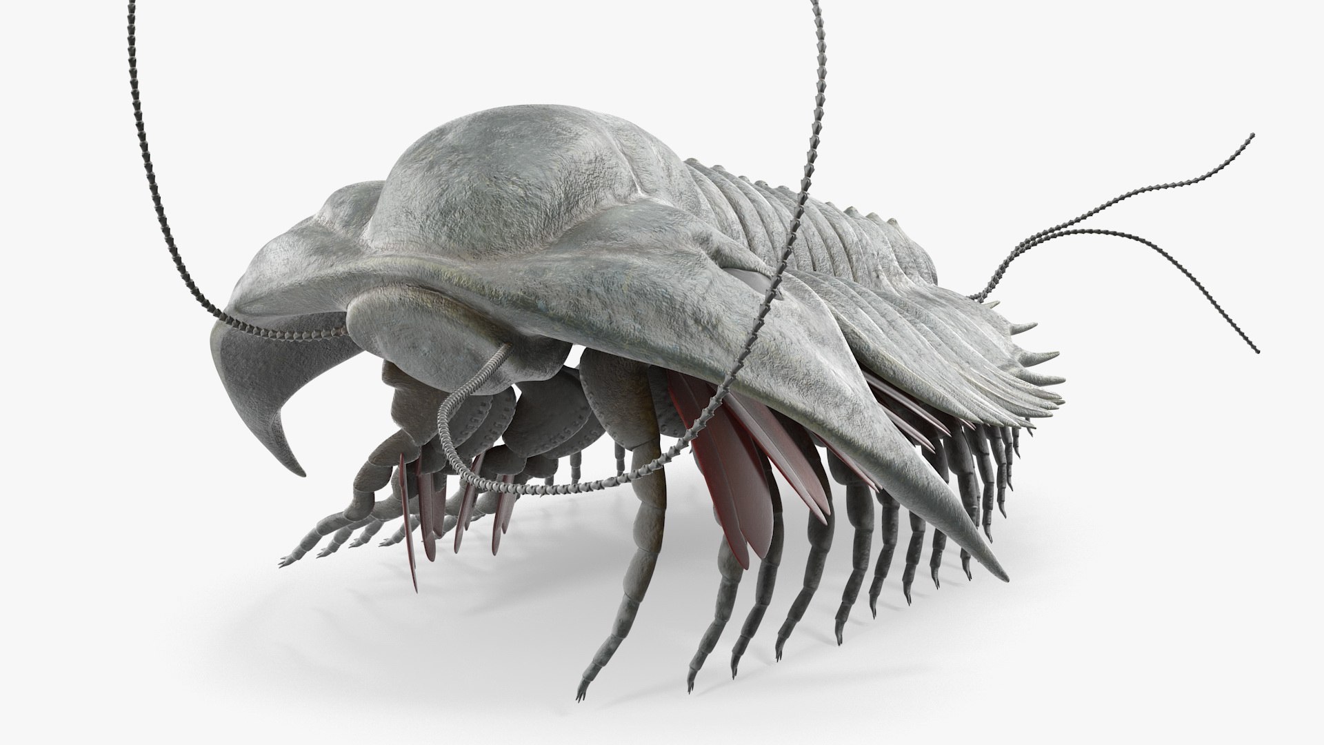 3D trilobite extinct marine arachnomorph - TurboSquid 1472734
