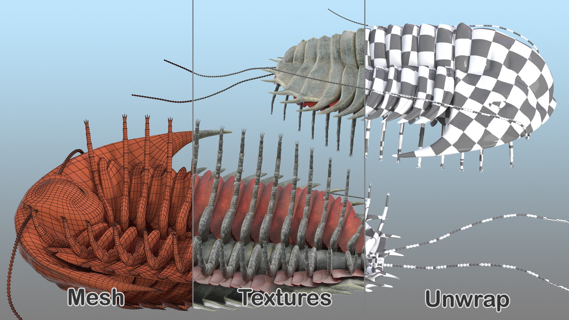 3D Trilobite Extinct Marine Arachnomorph - TurboSquid 1472734