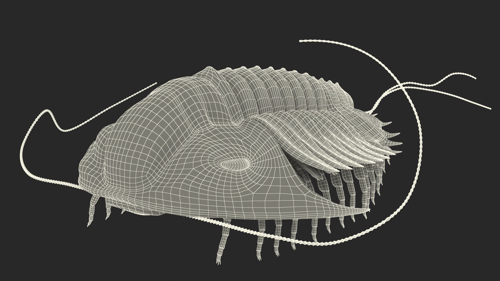 3D Trilobite Extinct Marine Arachnomorph - TurboSquid 1472734