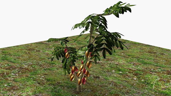 3D Cacao Tree - TurboSquid 1758266