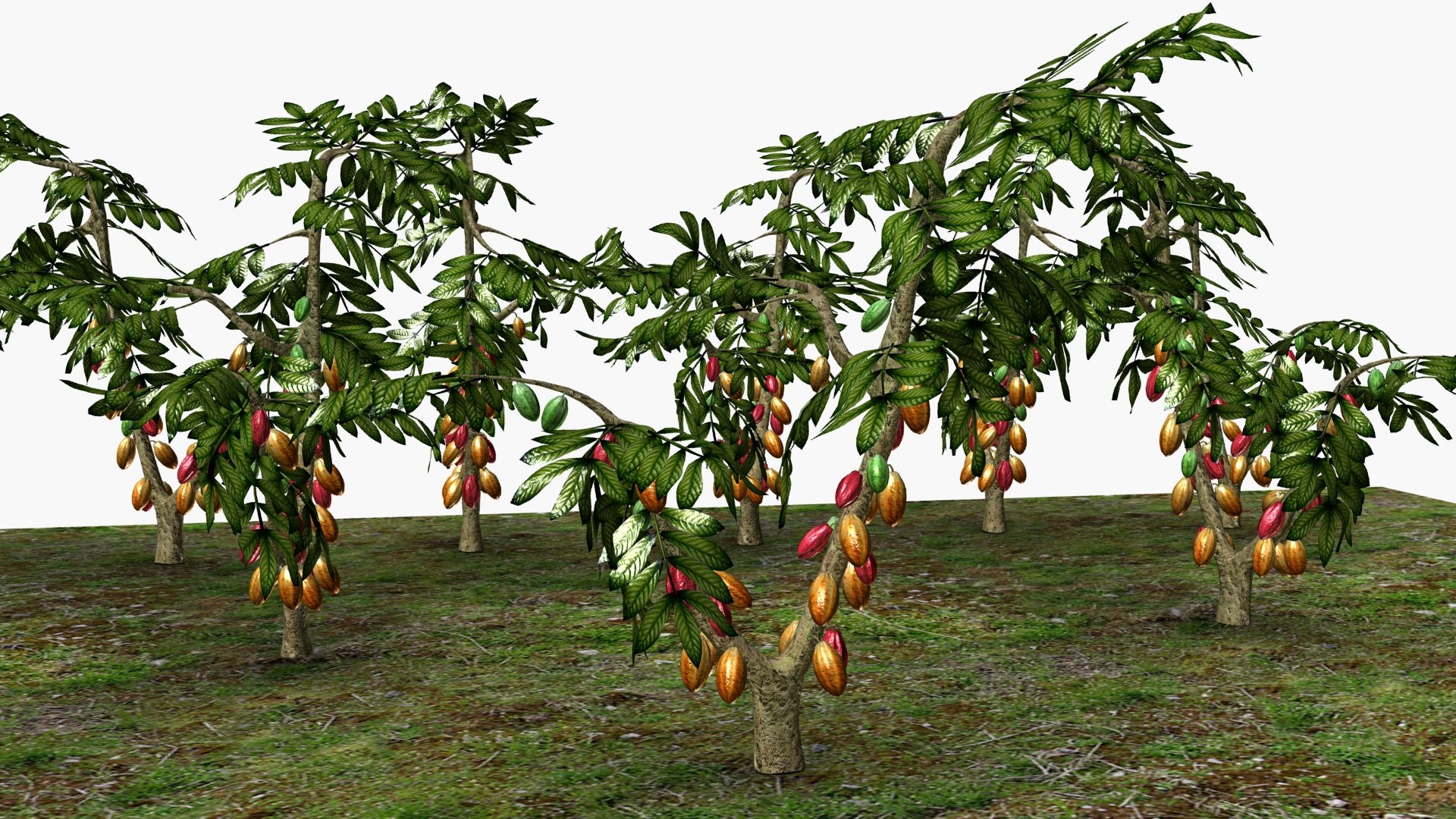 3D Cacao Tree - TurboSquid 1758266
