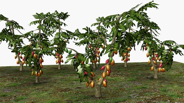 modelo 3d Árbol de cacao - TurboSquid 1758266