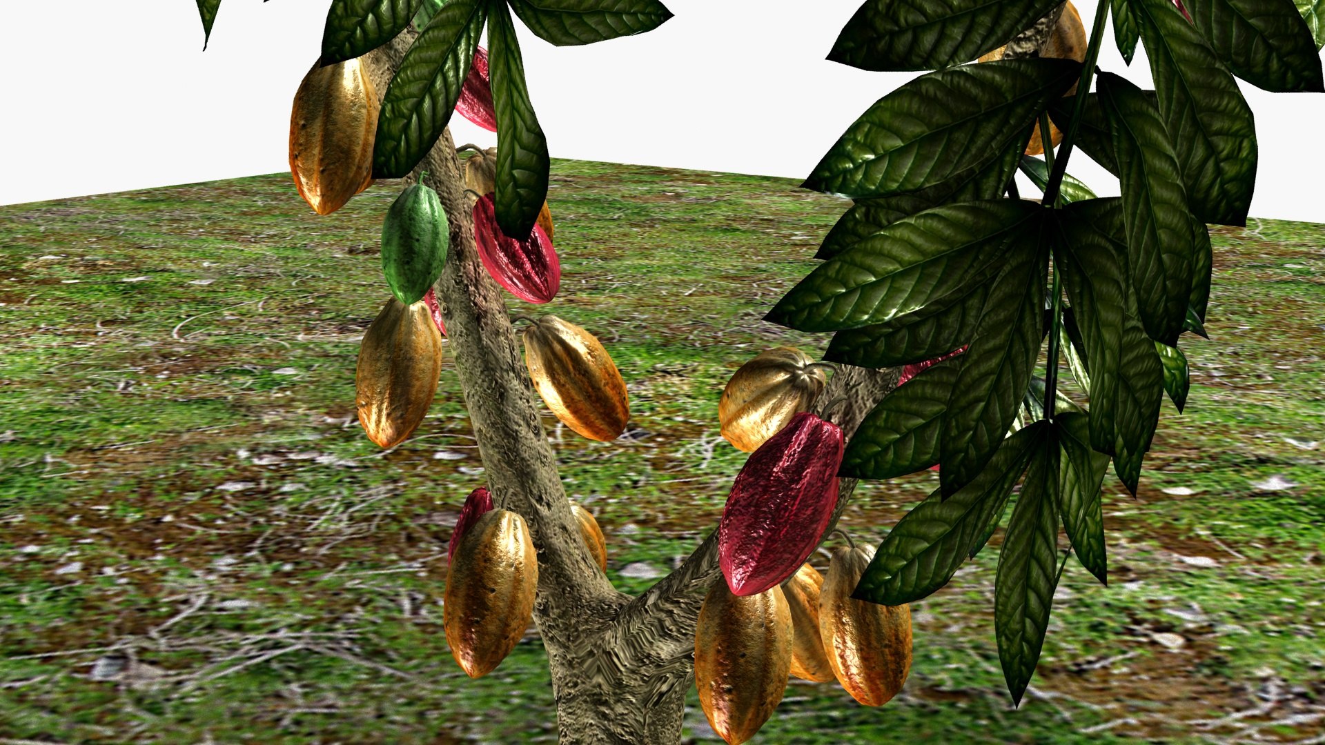 3D Cacao Tree - TurboSquid 1758266