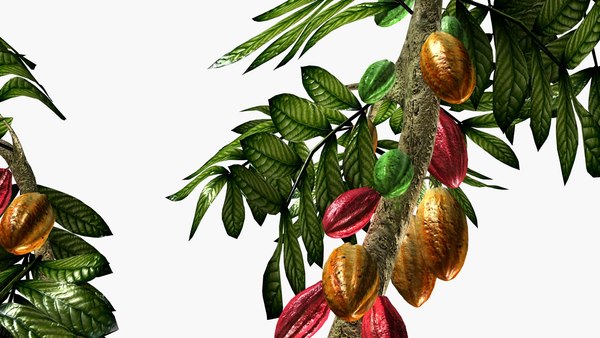 modelo 3d Árbol de cacao - TurboSquid 1758266