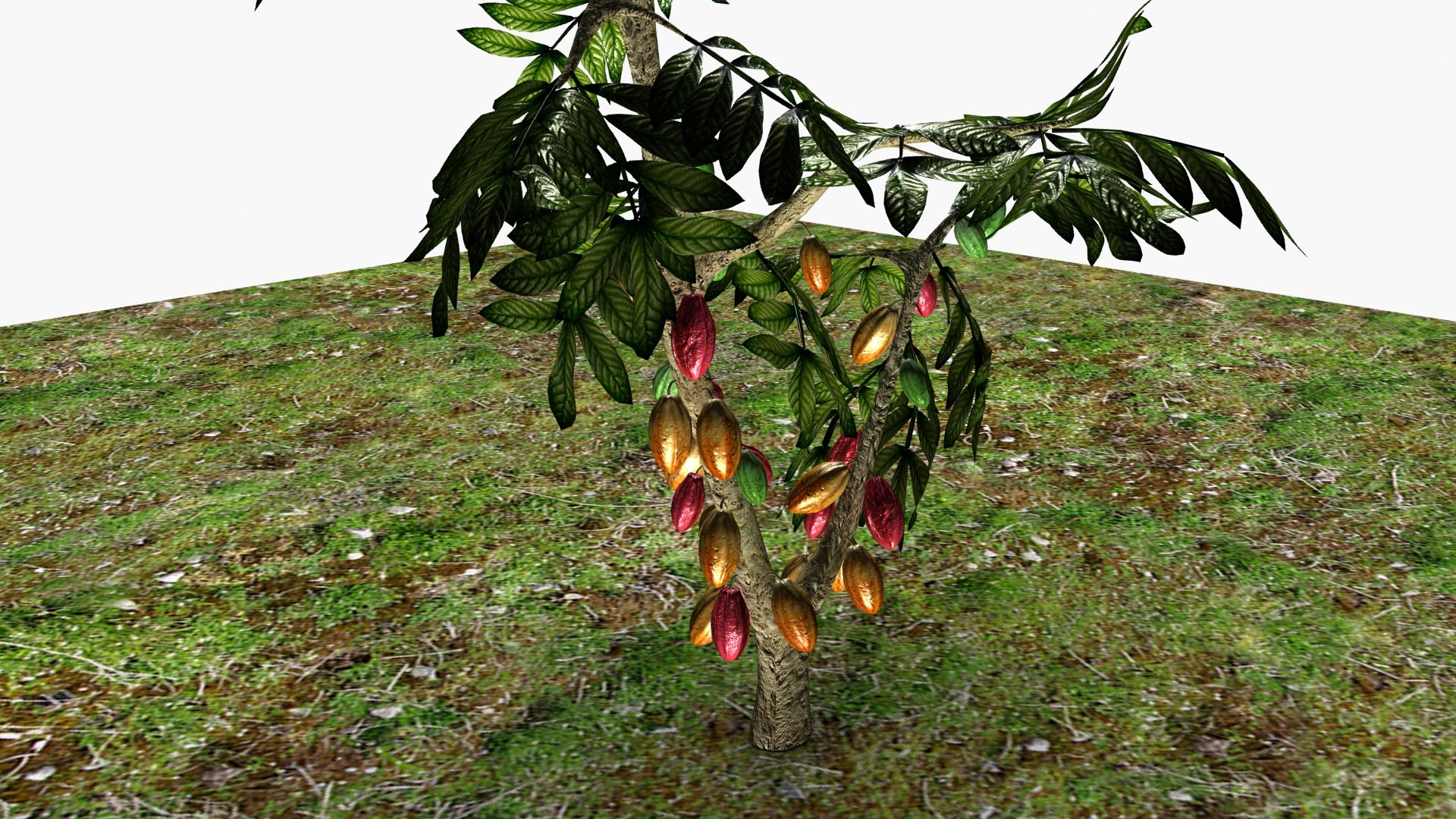 3D Cacao Tree - TurboSquid 1758266