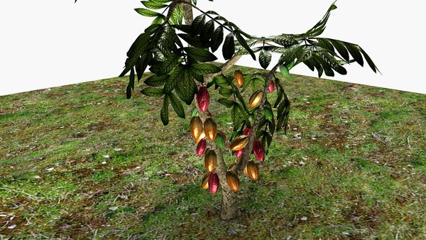 modelo 3d Árbol de cacao - TurboSquid 1758266