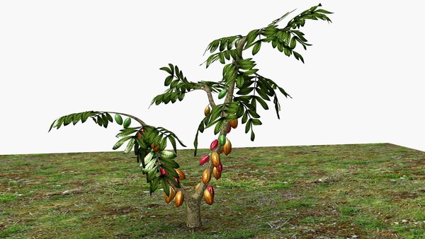 modelo 3d Árbol de cacao - TurboSquid 1758266