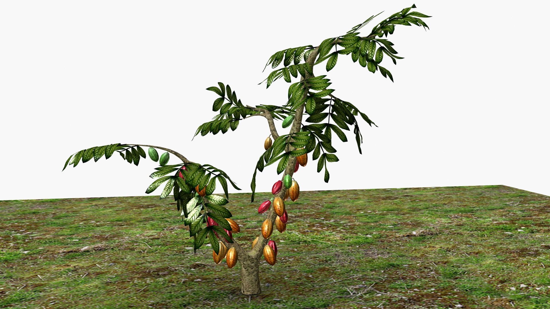 3D Cacao Tree - TurboSquid 1758266