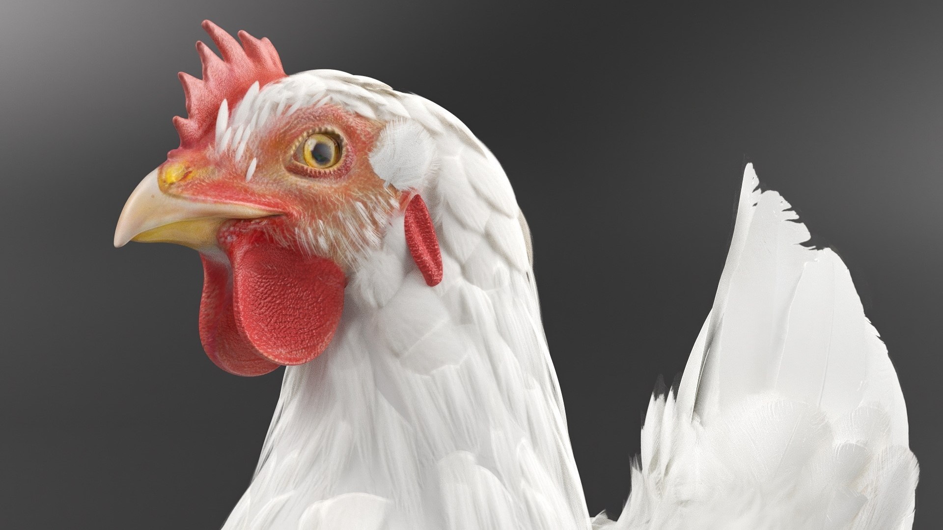 3D Chicken Animated Rigged For Maya Collection Model - TurboSquid 2519325