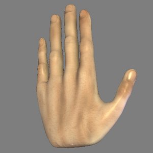 Hand 3D Models for Download | TurboSquid