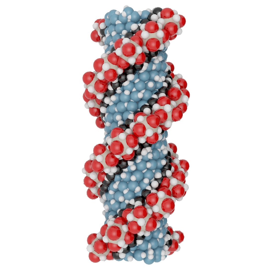 3d Dna Model
