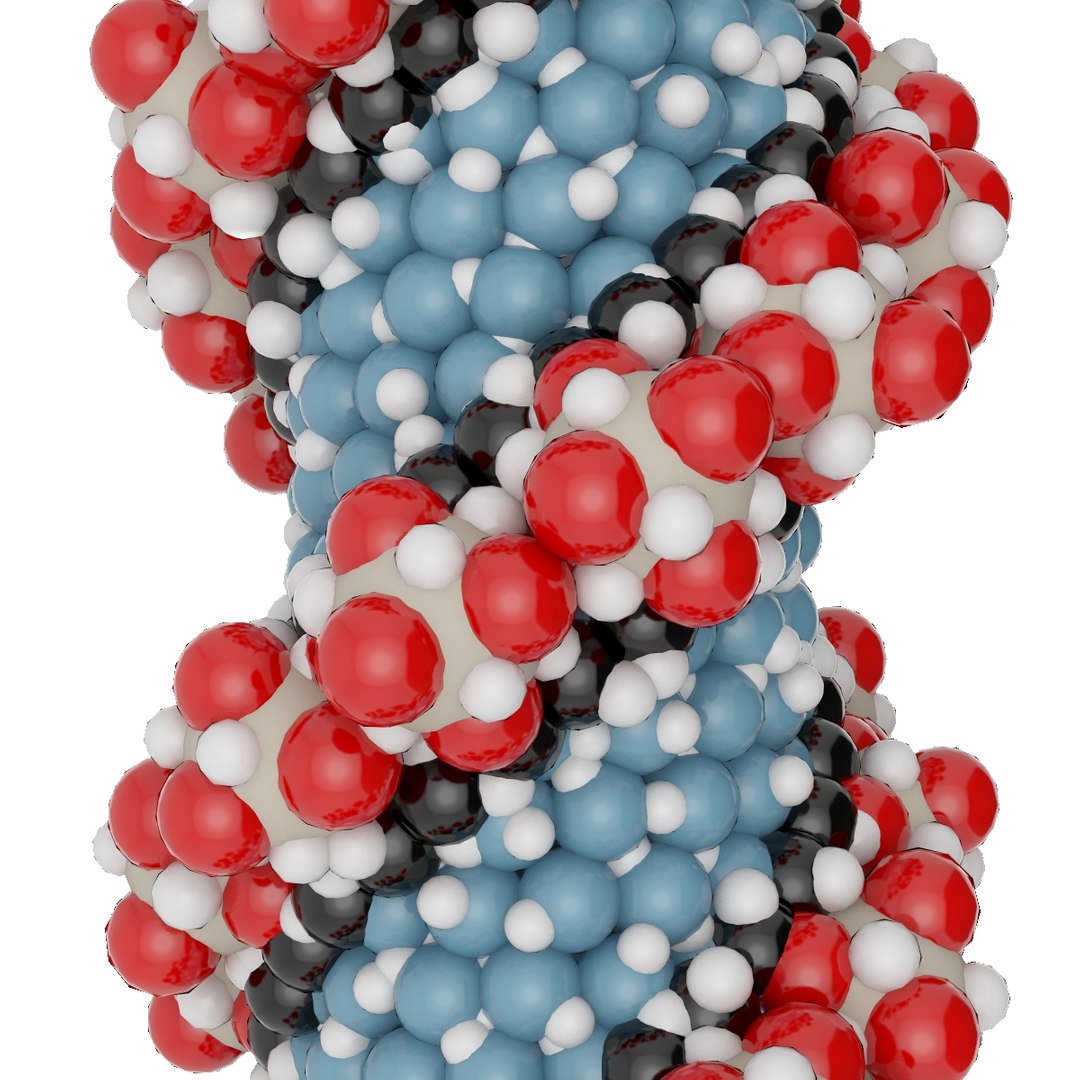 3d Dna Model