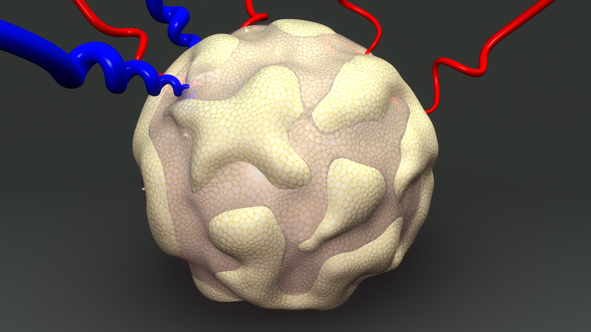 Cytotrophoblastic Shell Obj