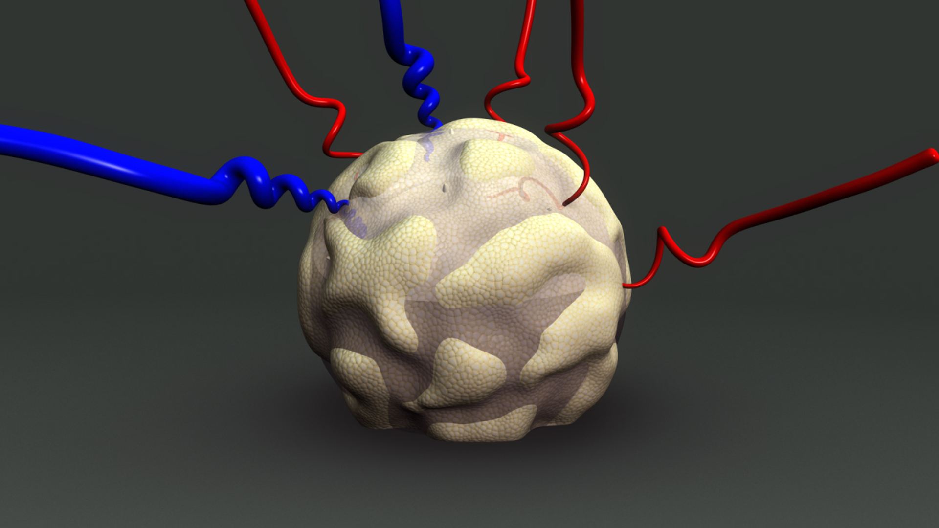 Cytotrophoblastic Shell Obj