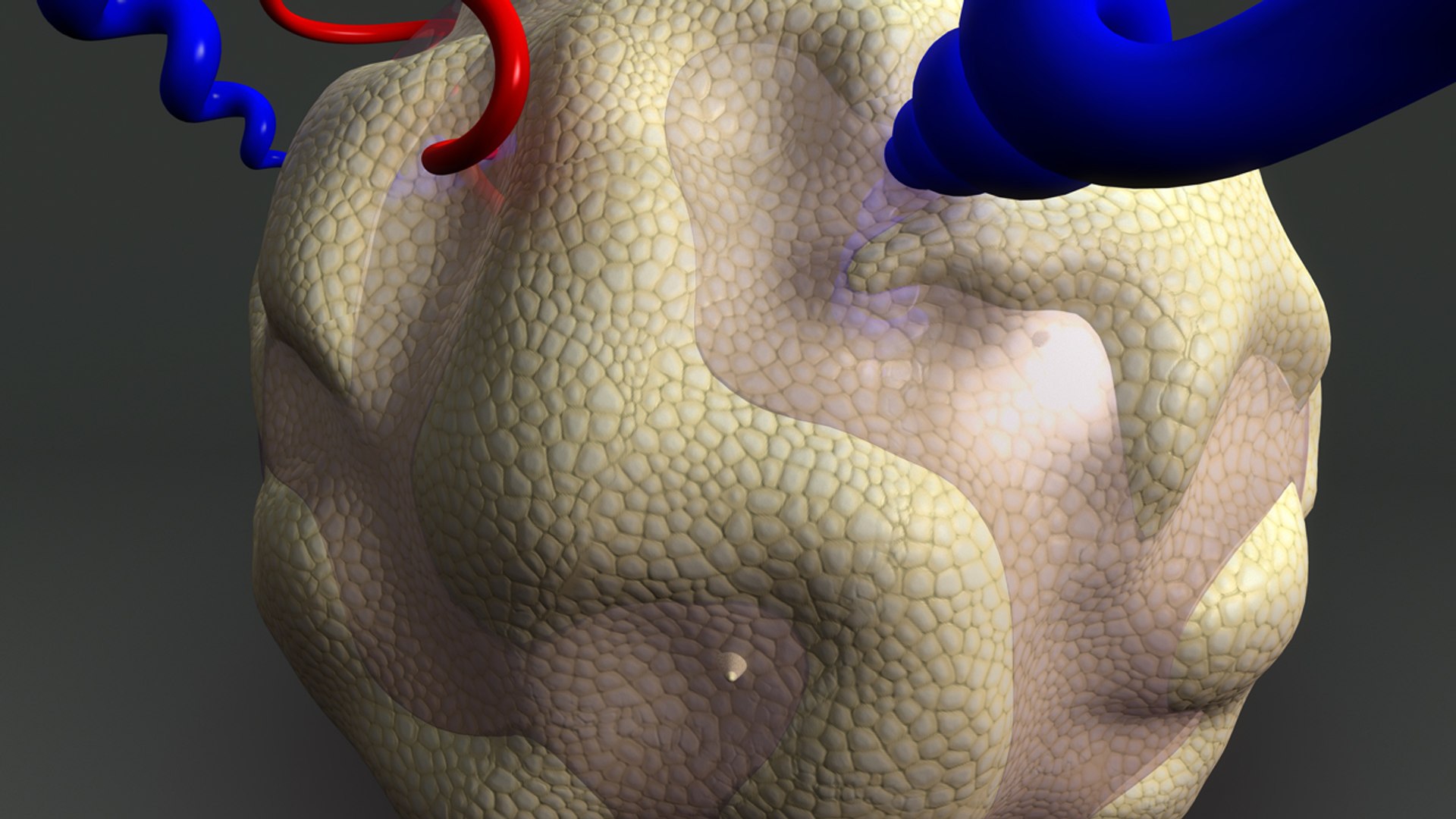 Cytotrophoblastic Shell Obj