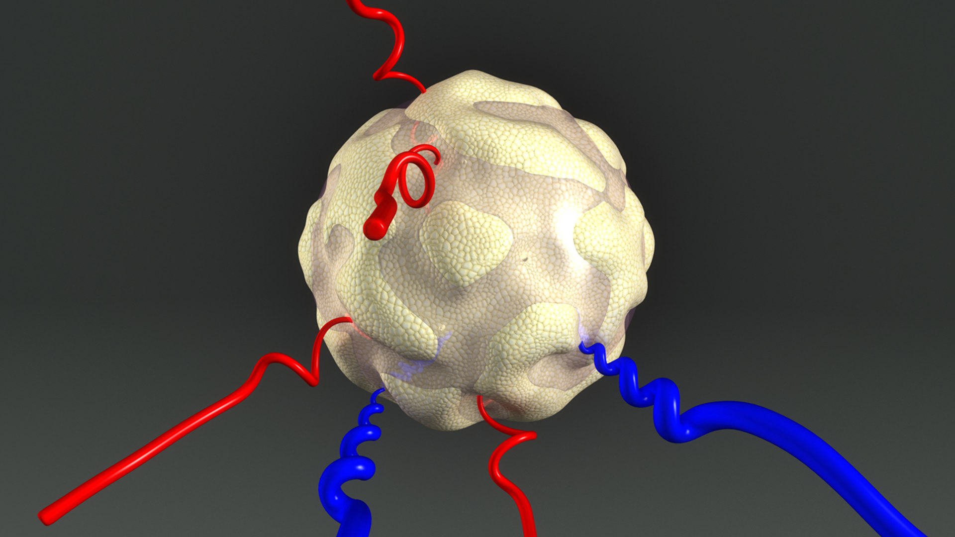 Cytotrophoblastic Shell Obj