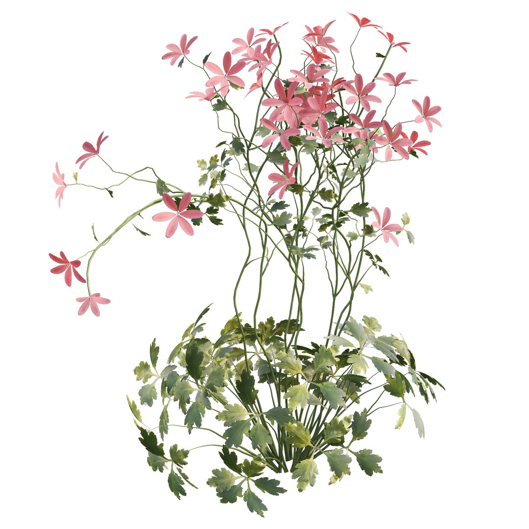 3D Set Of Geranium Palmatum Plant Canary Island Geranium 5 Plants ...