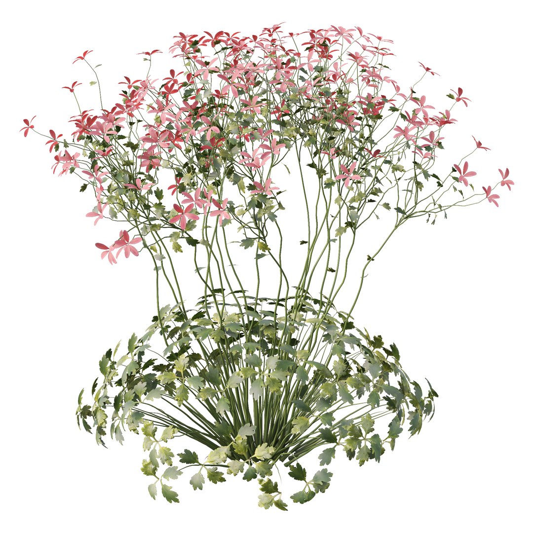 3D Set Of Geranium Palmatum Plant Canary Island Geranium 5 Plants ...