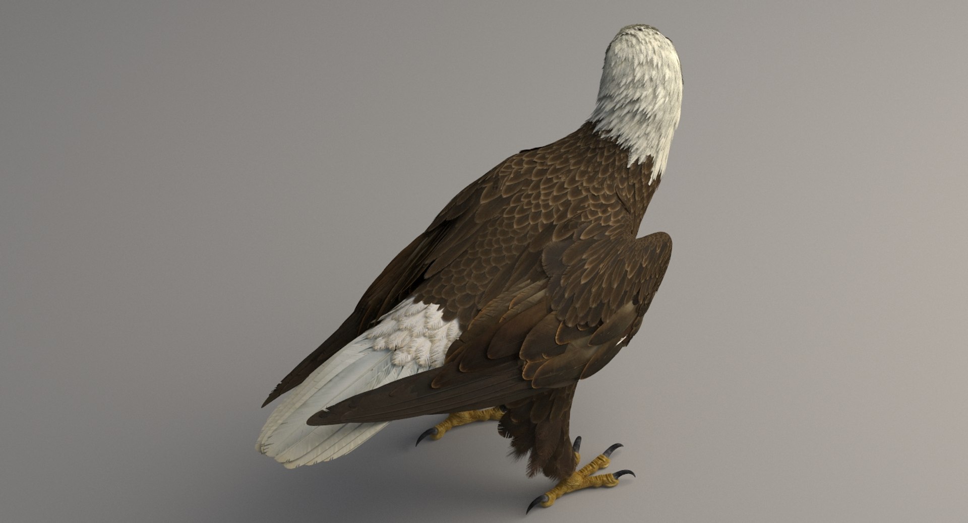 3D american bald eagle rigged model - TurboSquid 1171904