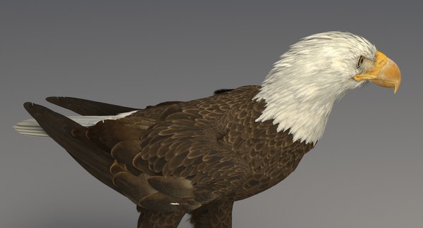 3D american bald eagle rigged model - TurboSquid 1171904