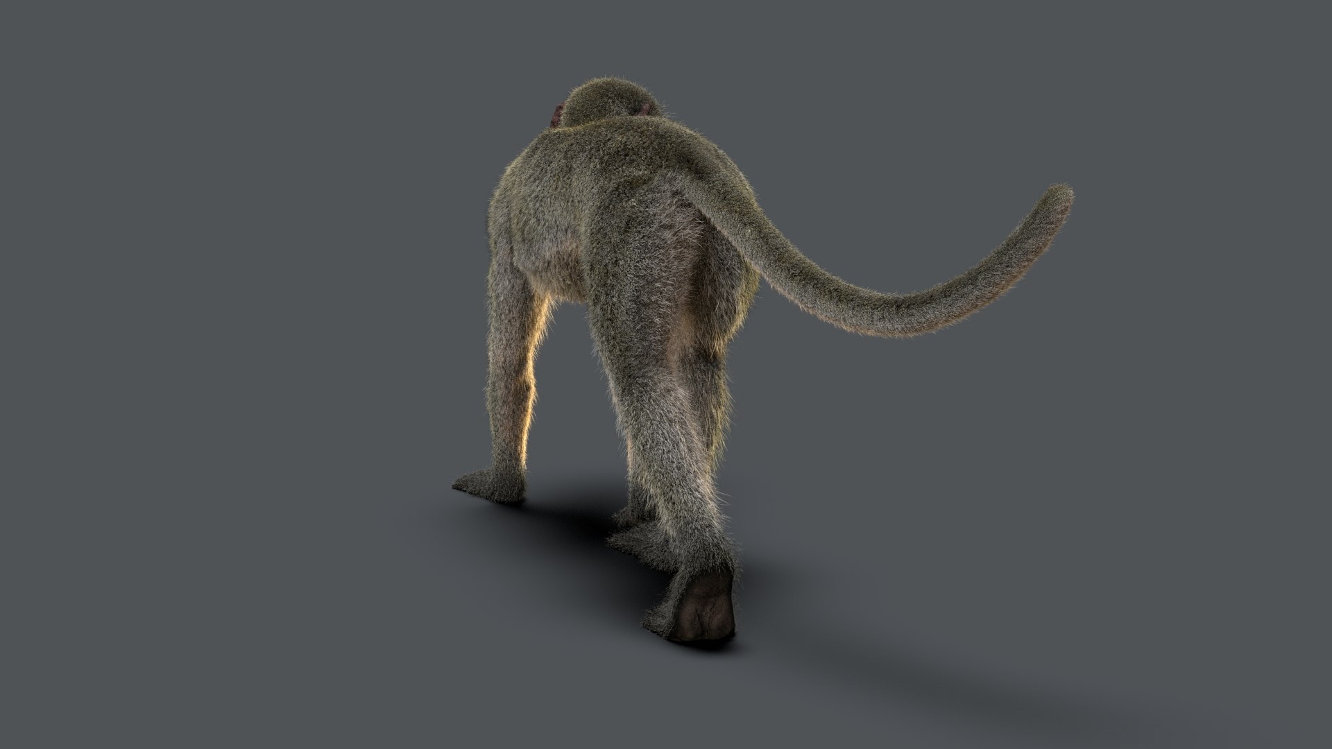 Monkey Ververt Fur 3D - TurboSquid 1711856