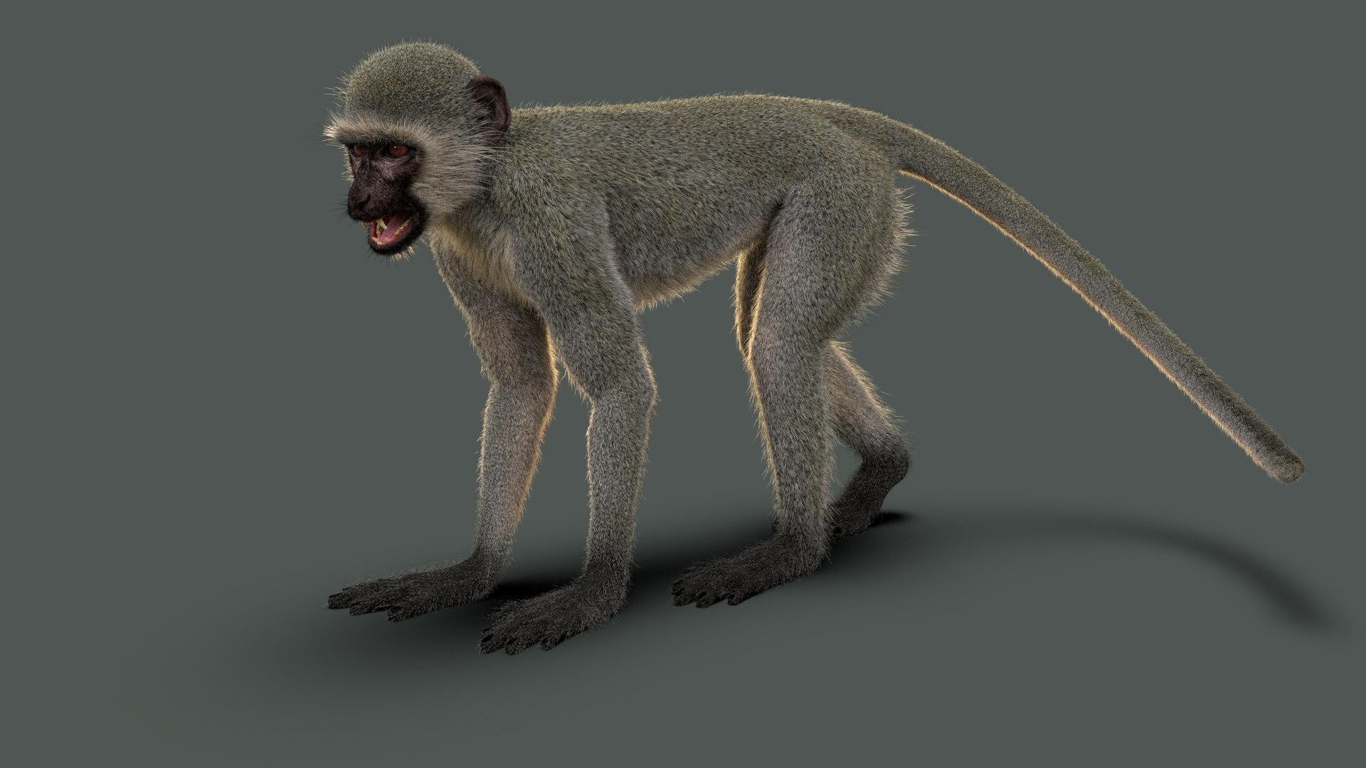 Monkey Ververt Fur 3D - TurboSquid 1711856