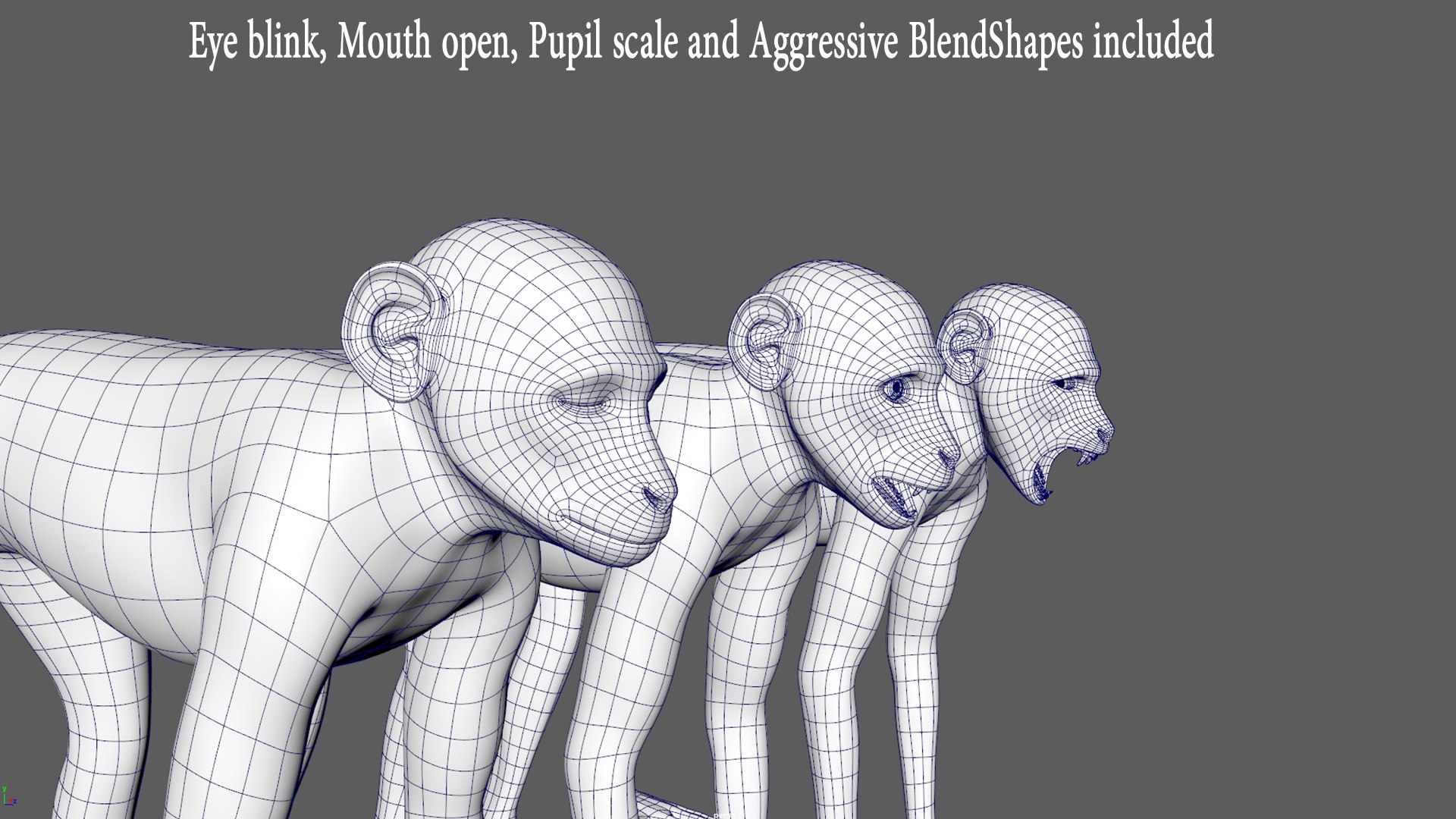 Monkey Ververt Fur 3D - TurboSquid 1711856