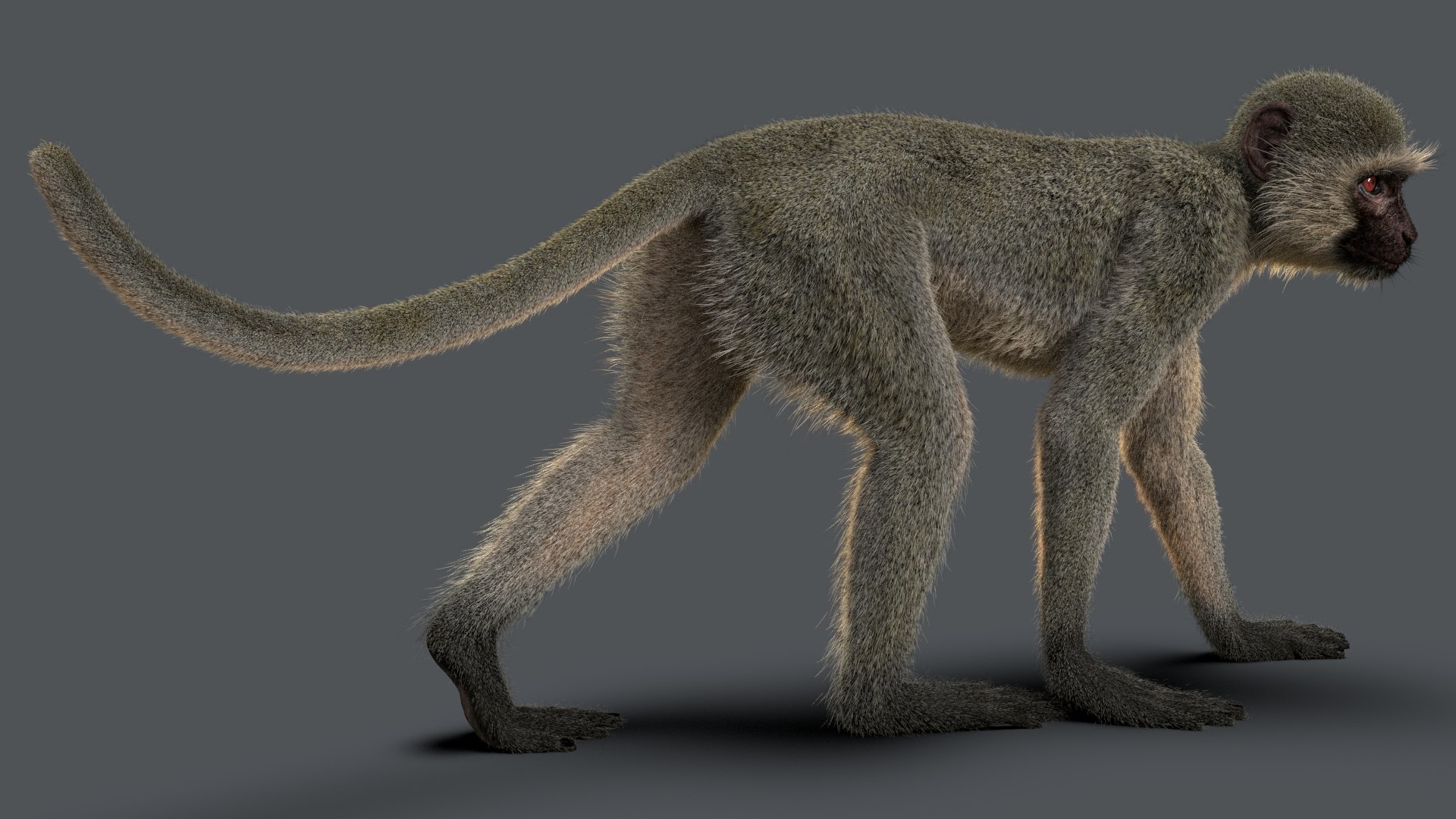 Monkey Ververt Fur 3D - TurboSquid 1711856