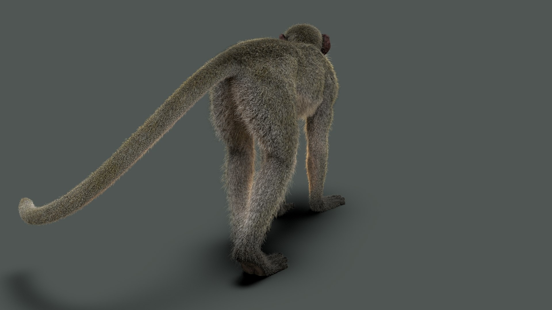 Monkey Ververt Fur 3D - TurboSquid 1711856