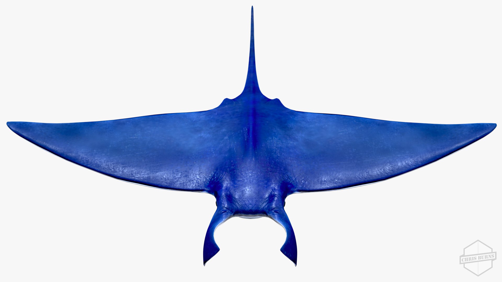 Manta Ray Model - TurboSquid 2014191