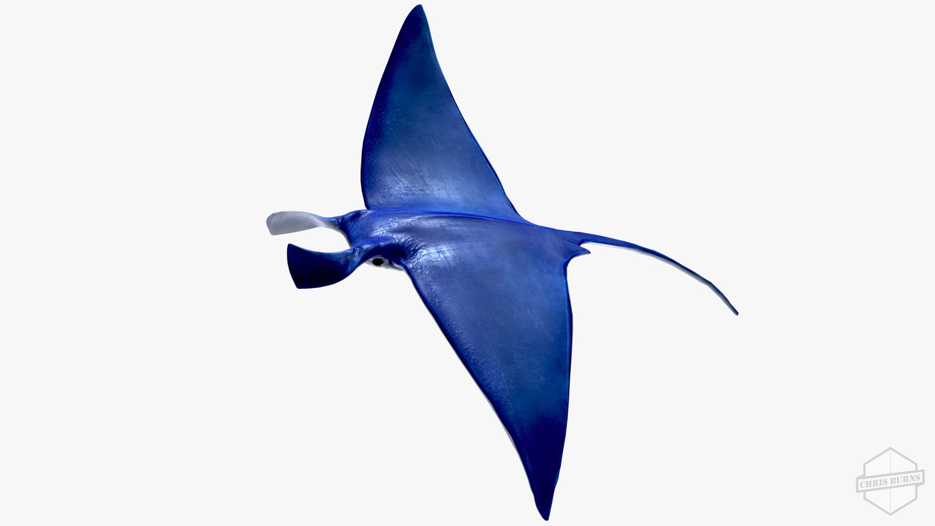 Manta Ray Model - TurboSquid 2014191