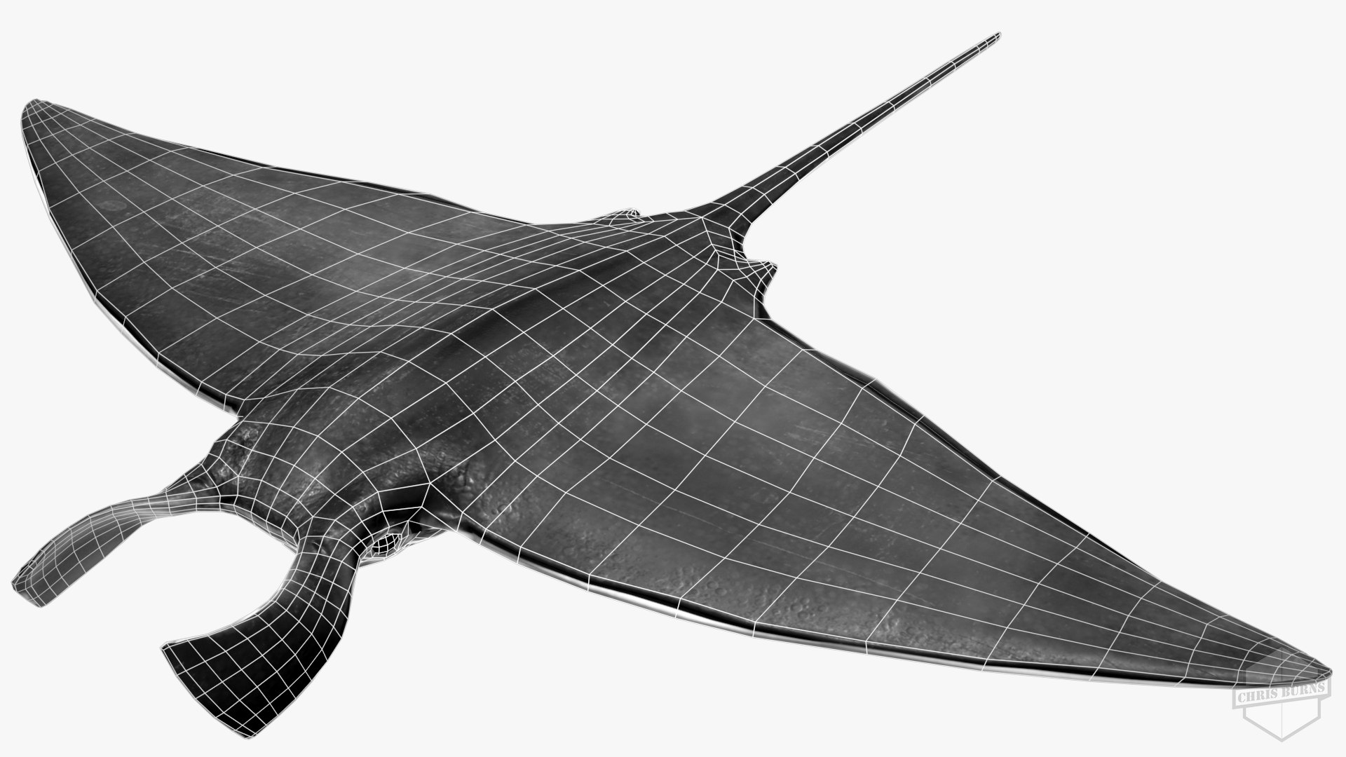Manta Ray Model - TurboSquid 2014191