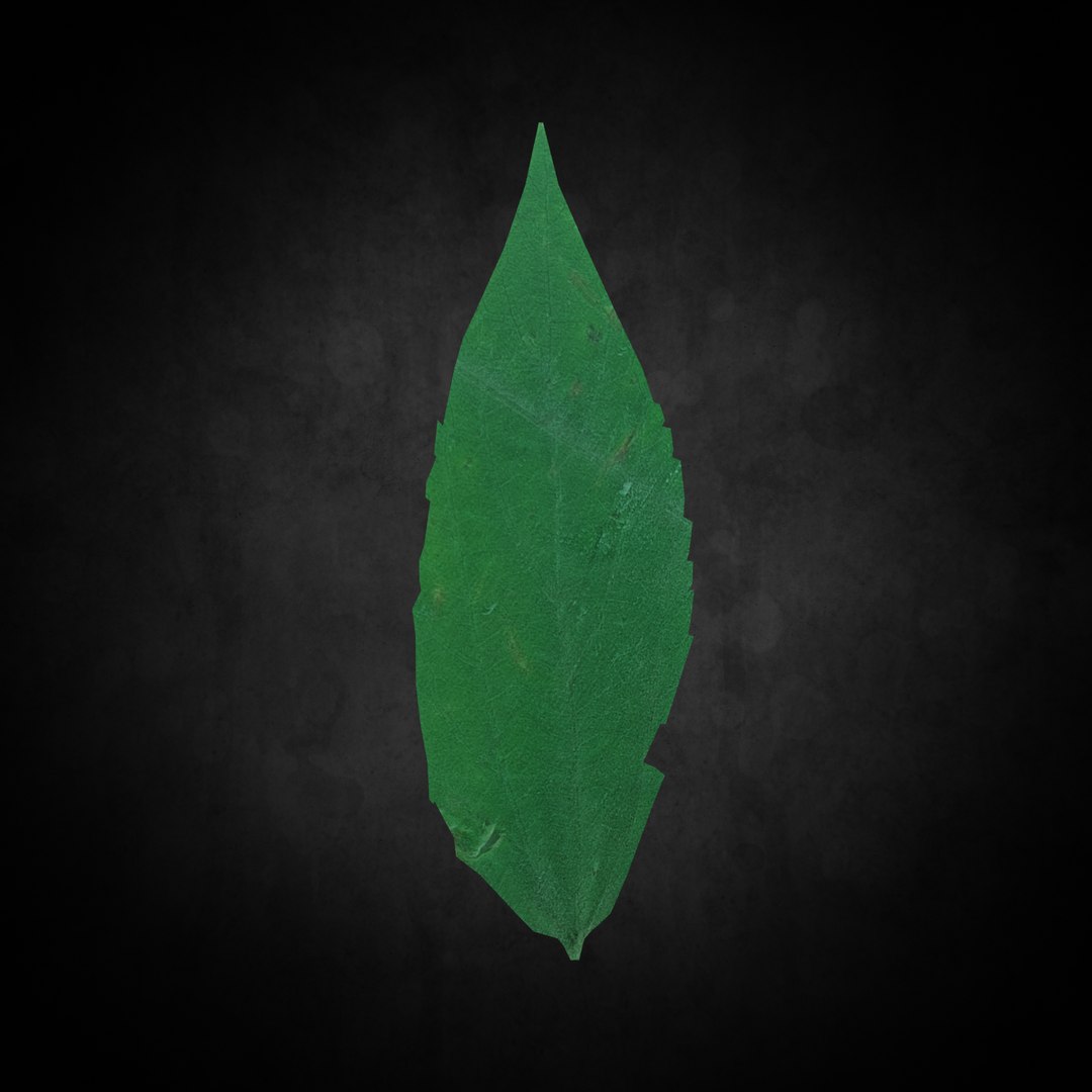 Low Poly Leaf 067 Model - TurboSquid 1852452