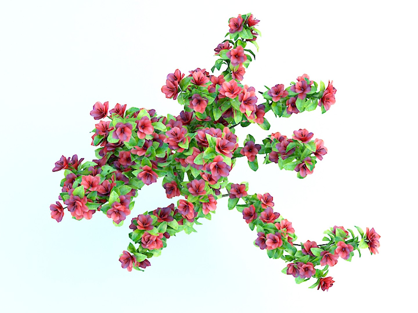 flowering azalea max