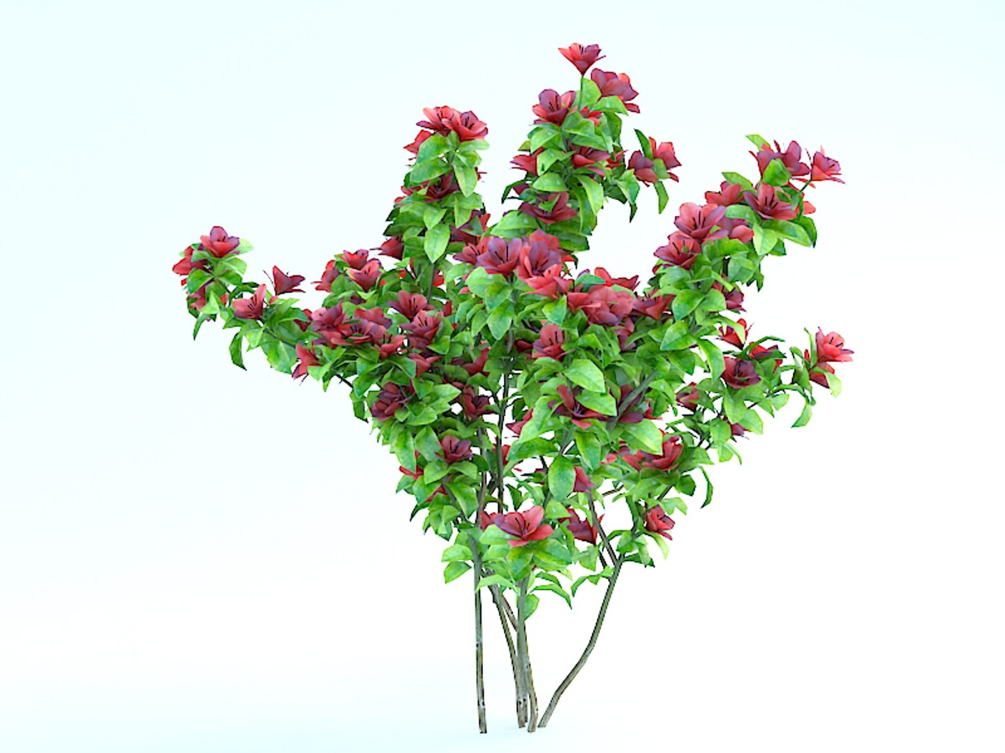 flowering azalea max