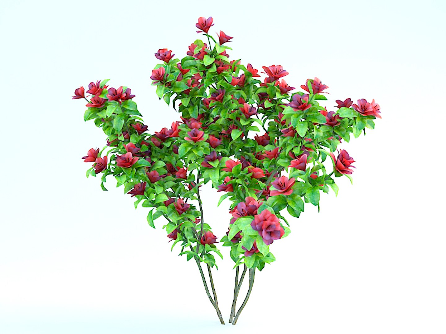 flowering azalea max