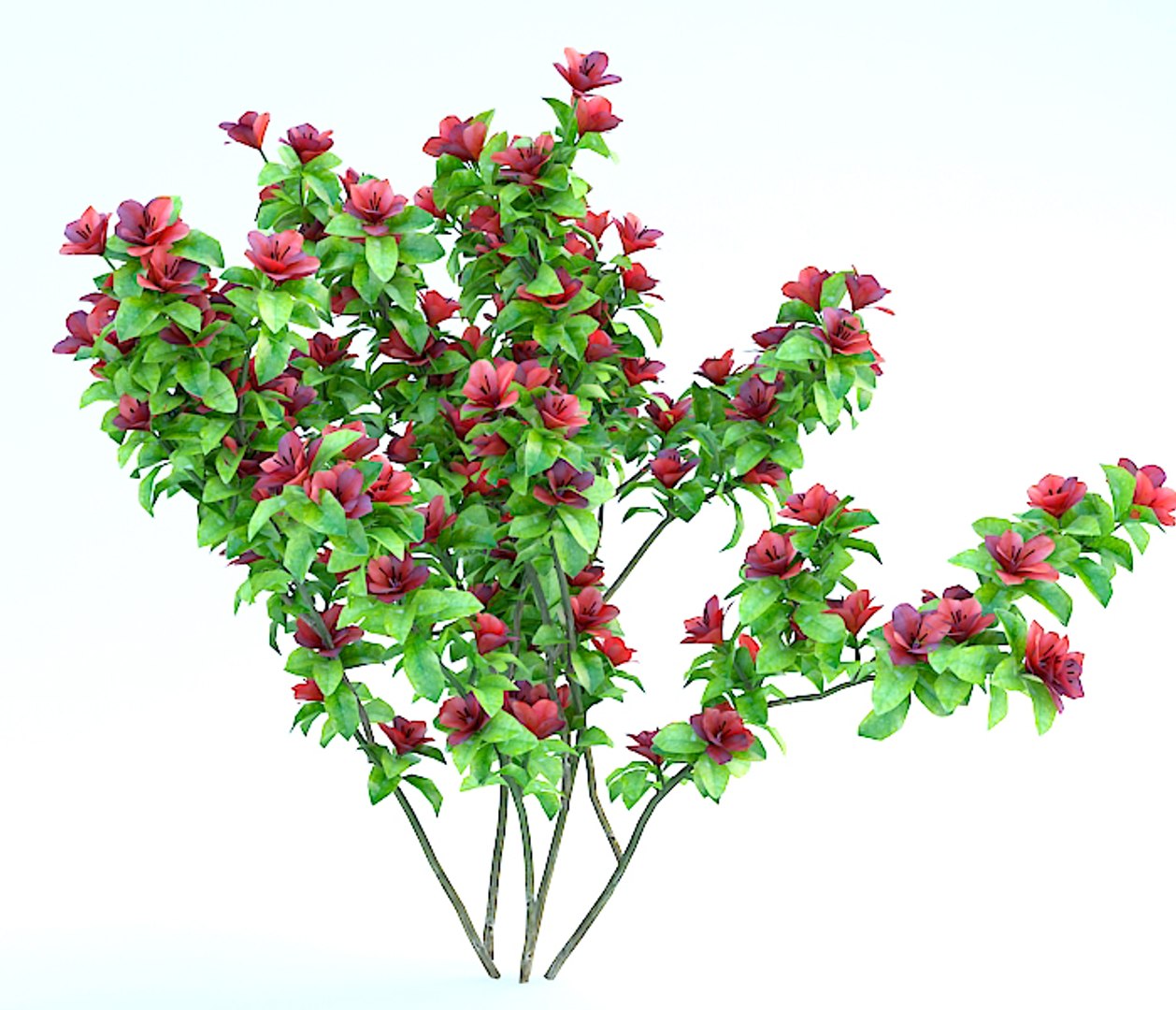 flowering azalea max