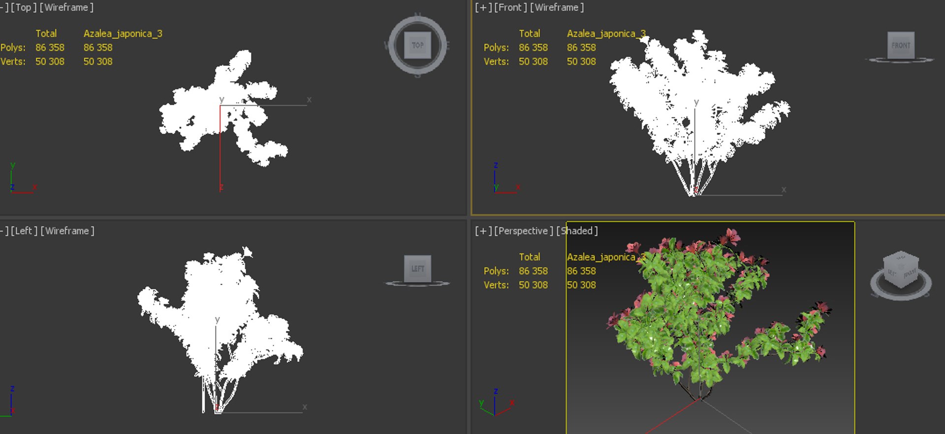 flowering azalea max