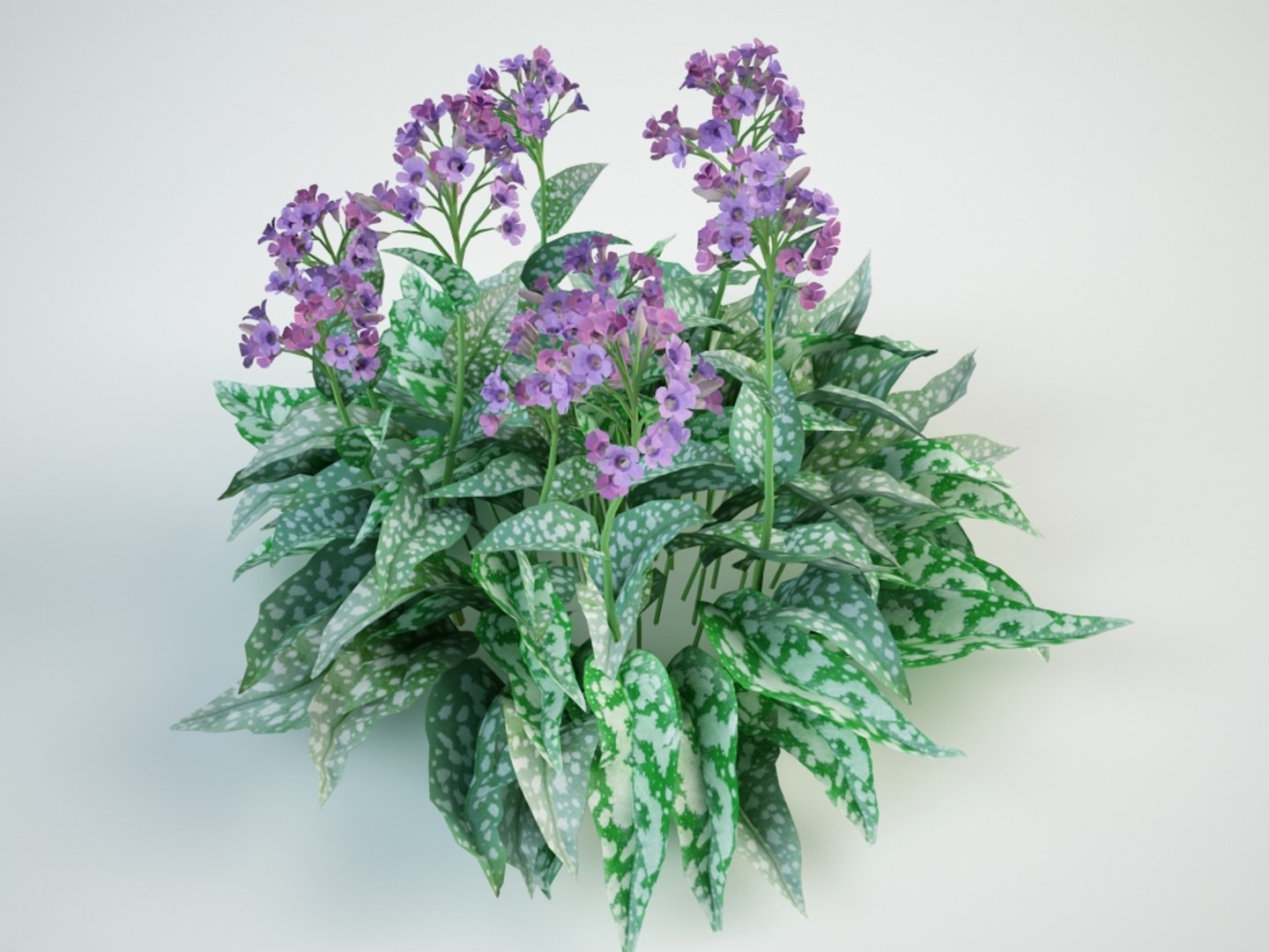 Pulmonaria Saccharata Model - TurboSquid 1387385