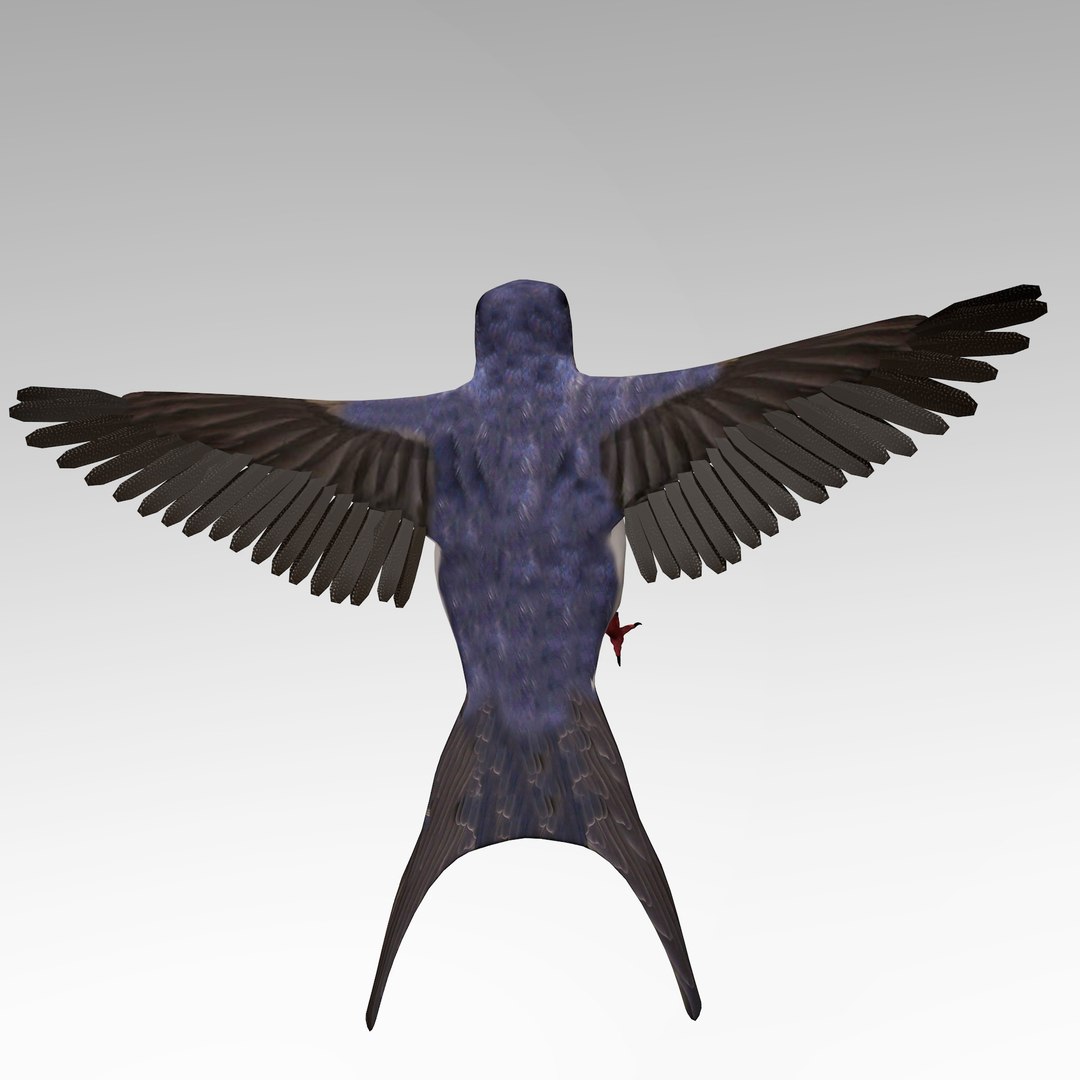 swallow 3d model
